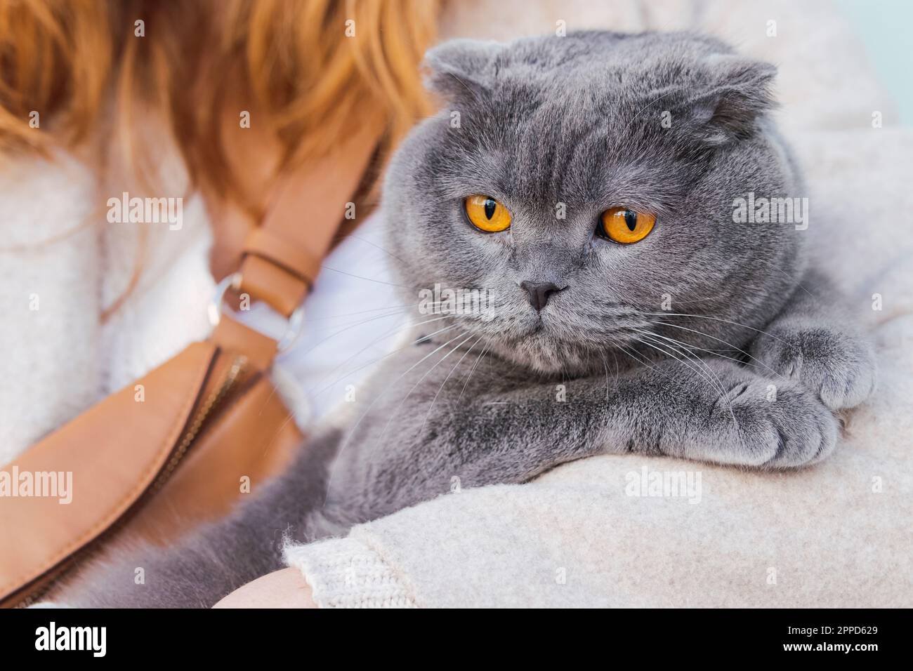 Cat in womans arms hi-res stock photography and images - Alamy