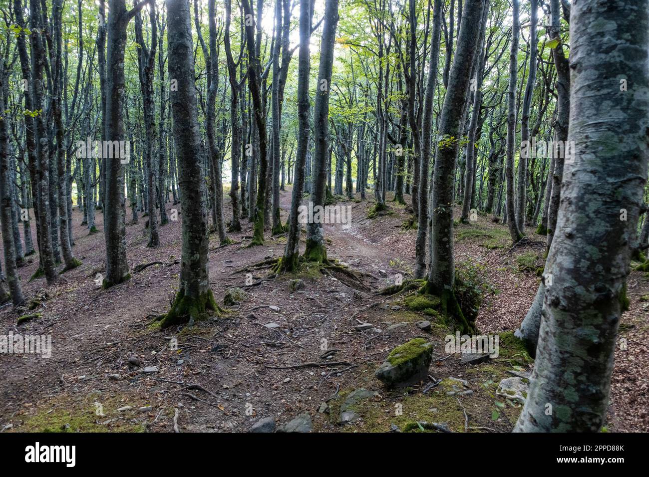 Parco nazionale delle foreste hi-res stock photography and images - Alamy