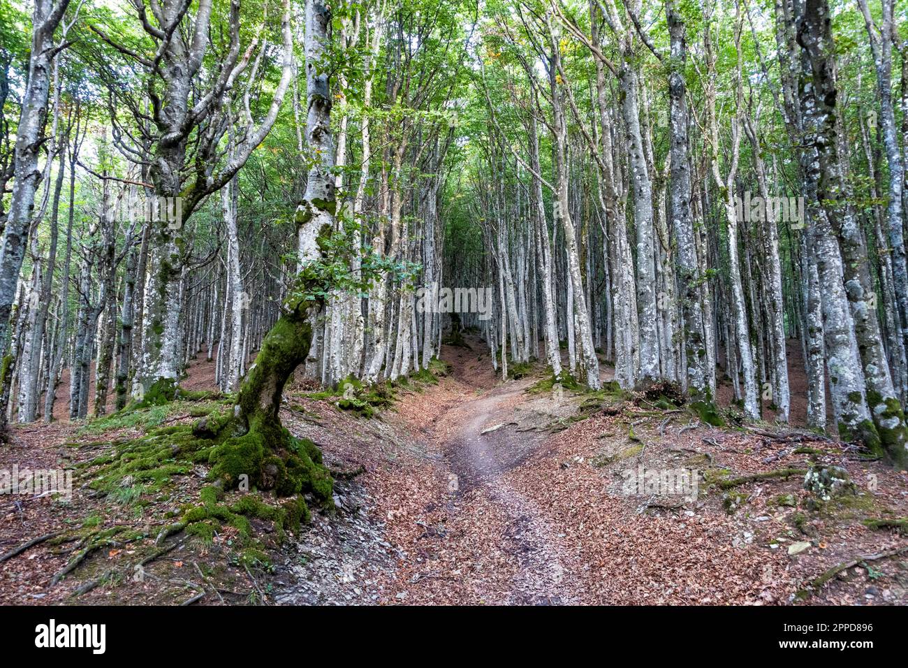 Italy, Tuscany, Camaldoli, Forest trees in Parco Nazionale delle ...