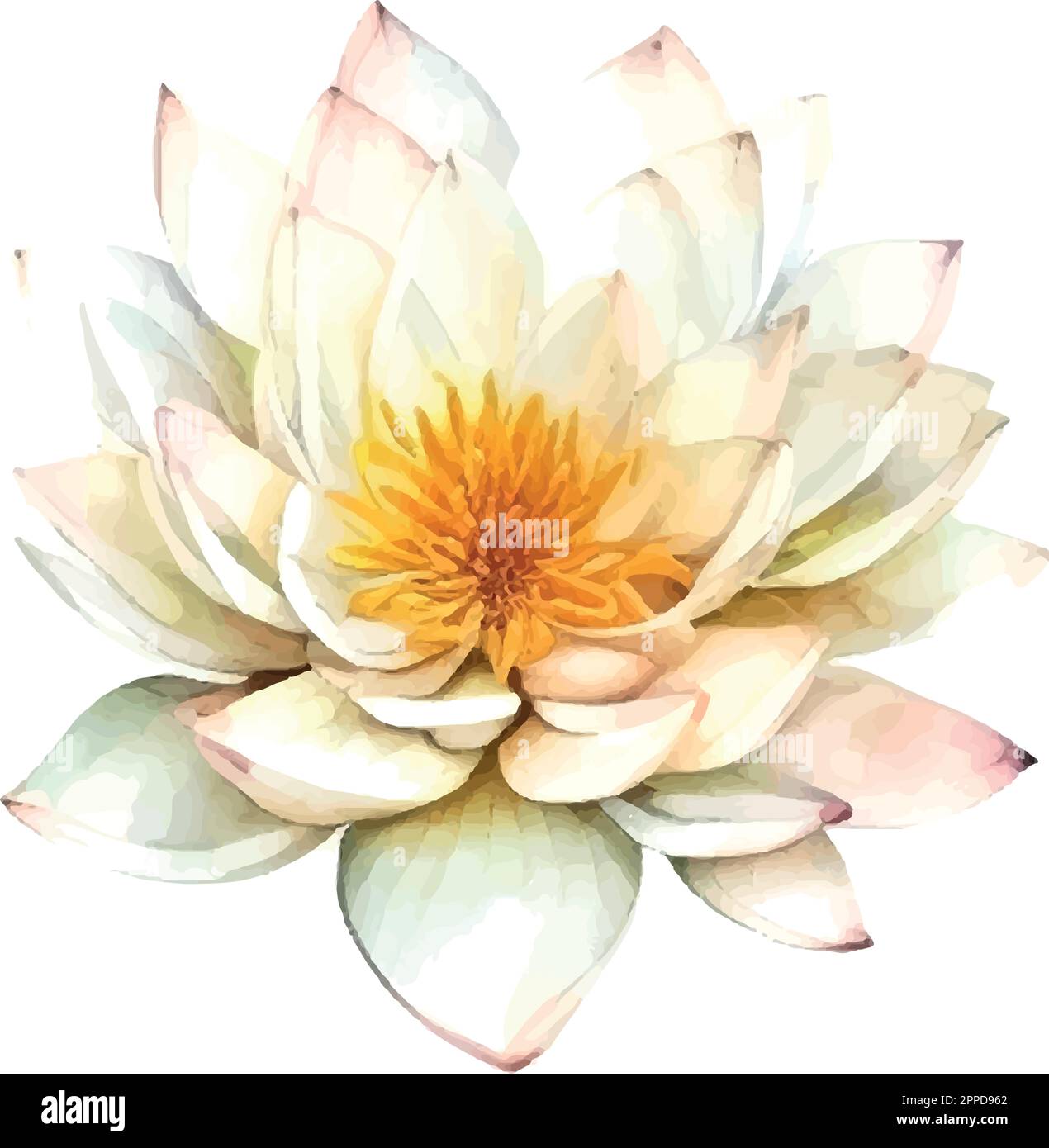Watercolor white Lotus flower, vector illustration.Isolated on a white ...