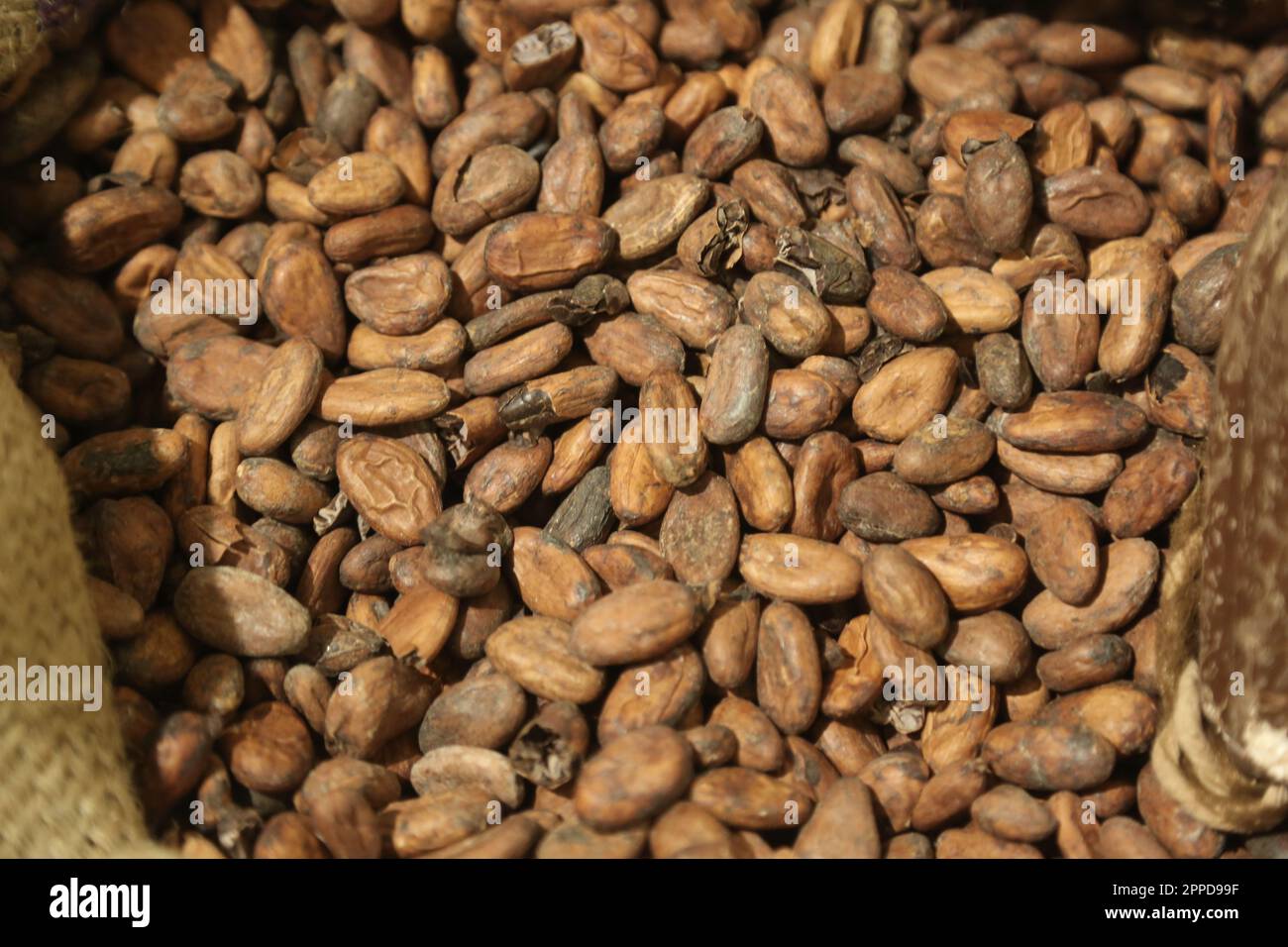 Sack of cacao hi-res stock photography and images - Alamy