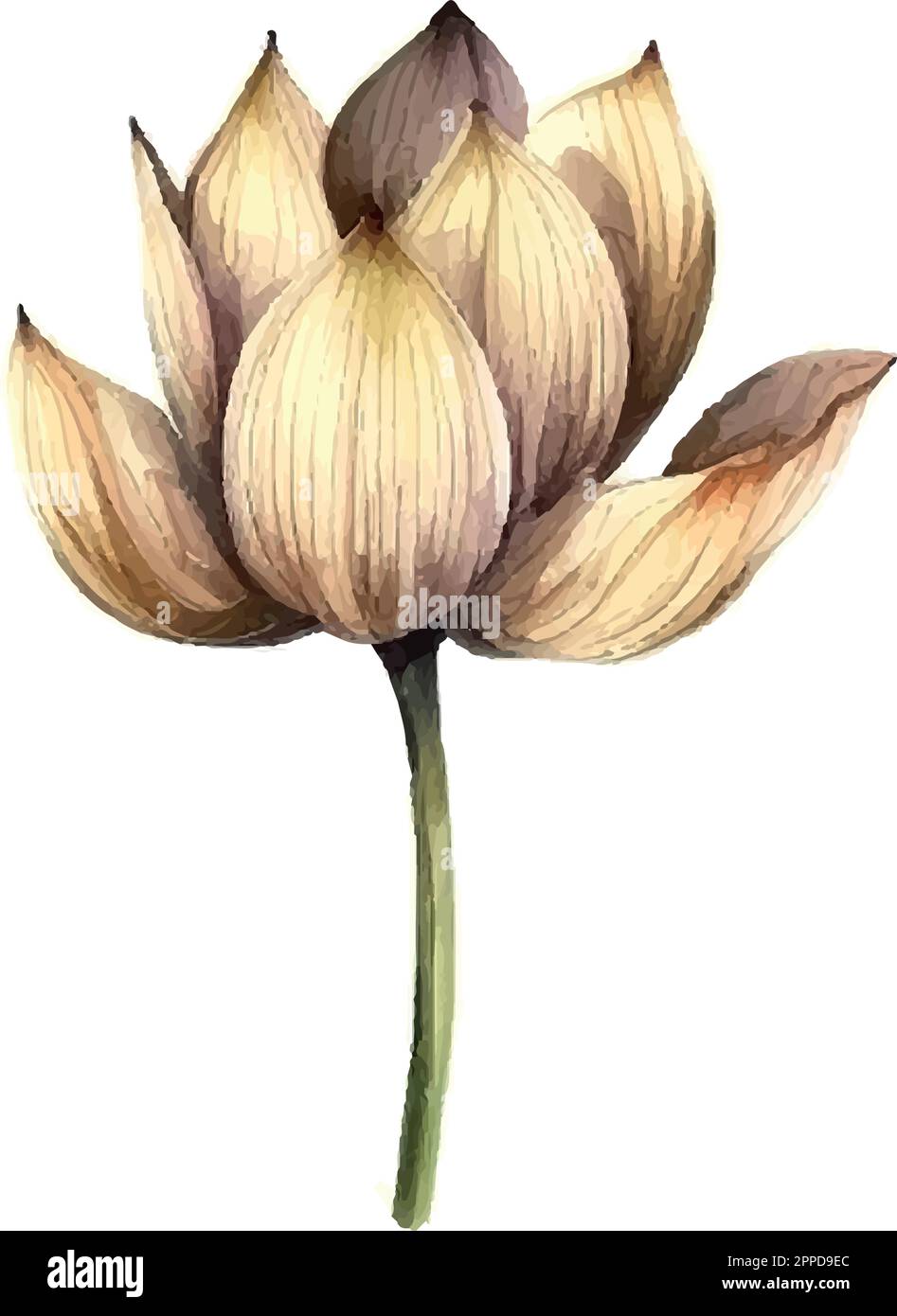 Watercolor white Lotus flower, vector illustration.Isolated on a white ...