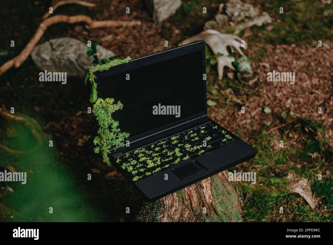 Moss and plant connection hi-res stock photography and images - Alamy