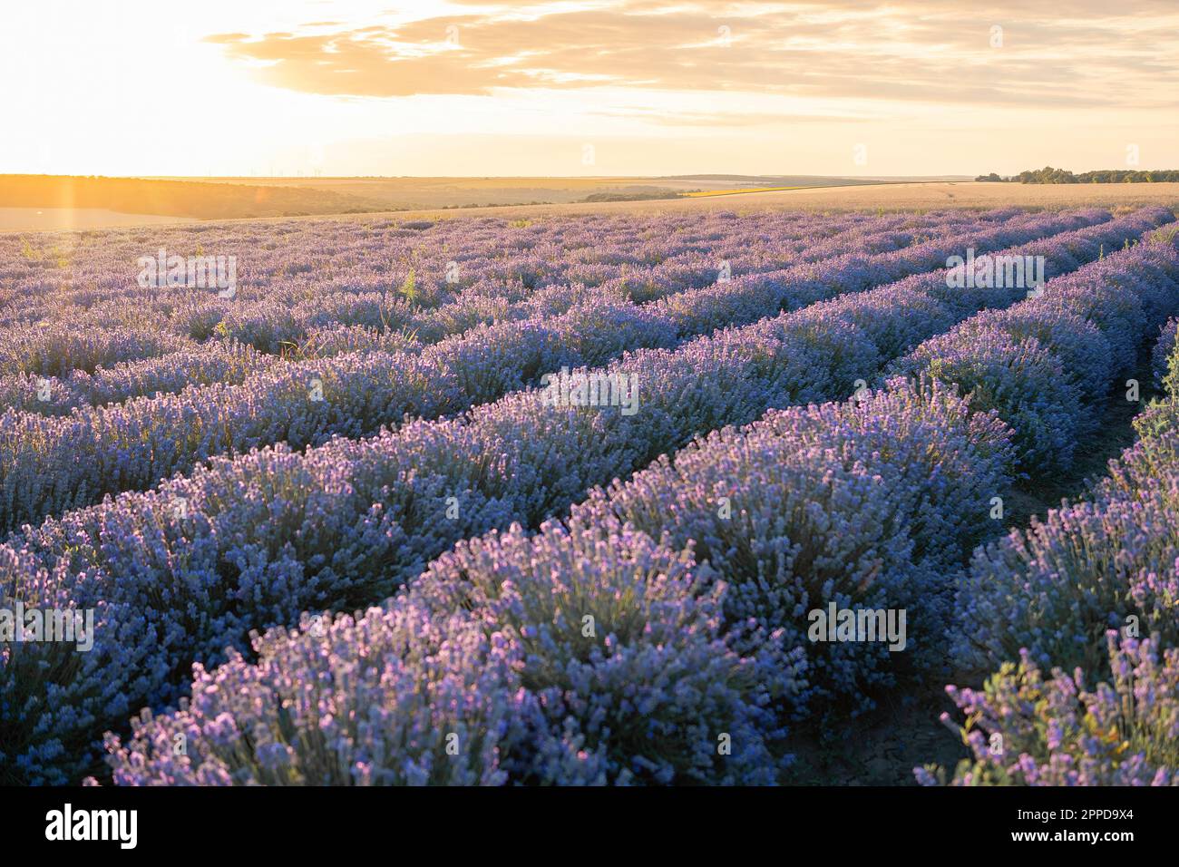 Lavender field sunset landscape hi-res stock photography and images - Alamy