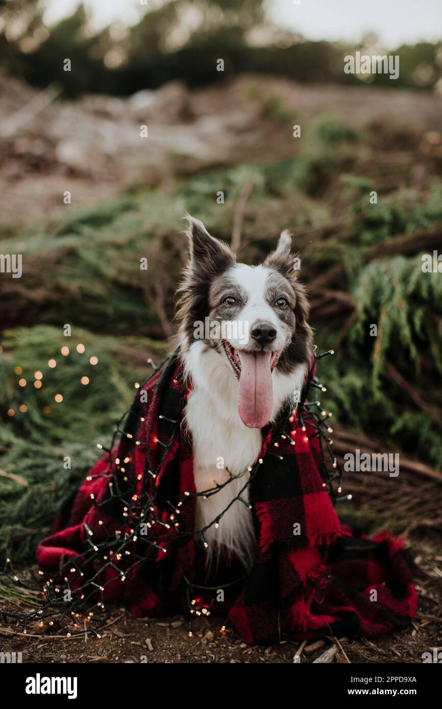 Border collie dog wrapped in blanket and Christmas lights in field ...