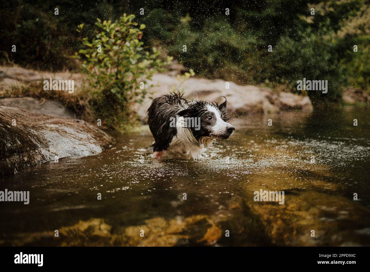 Dog wet border collie in river hi-res stock photography and images - Alamy