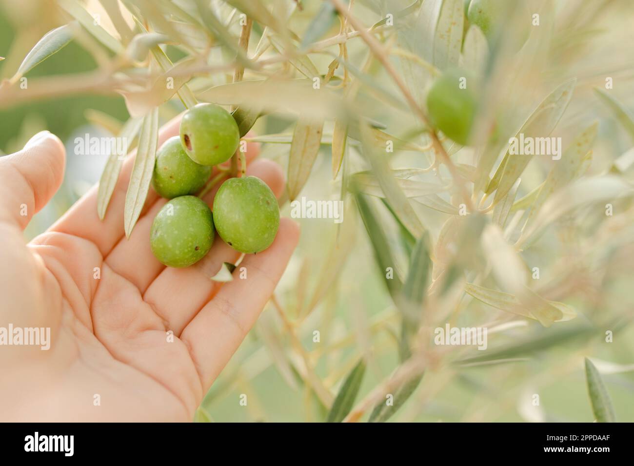 Hand of young woman touching olives fruit Stock Photo - Alamy