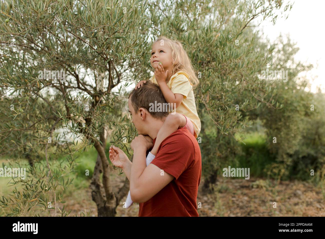 Olive tree garden hi-res stock photography and images - Alamy