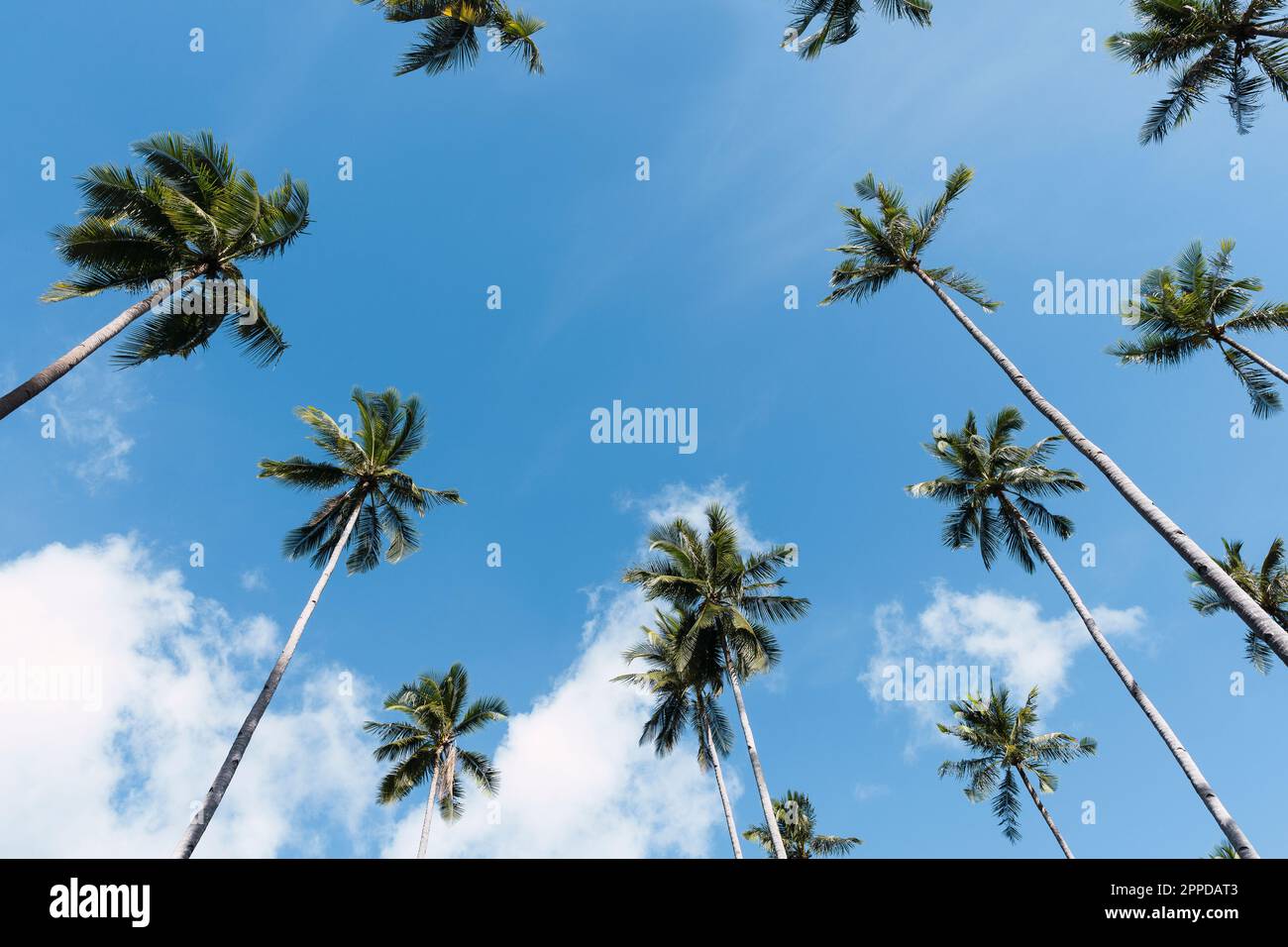 Tall tropical palm trees under blue sky Stock Photo - Alamy Tall tropical palm trees under blue sky Stock Photo - Alamy