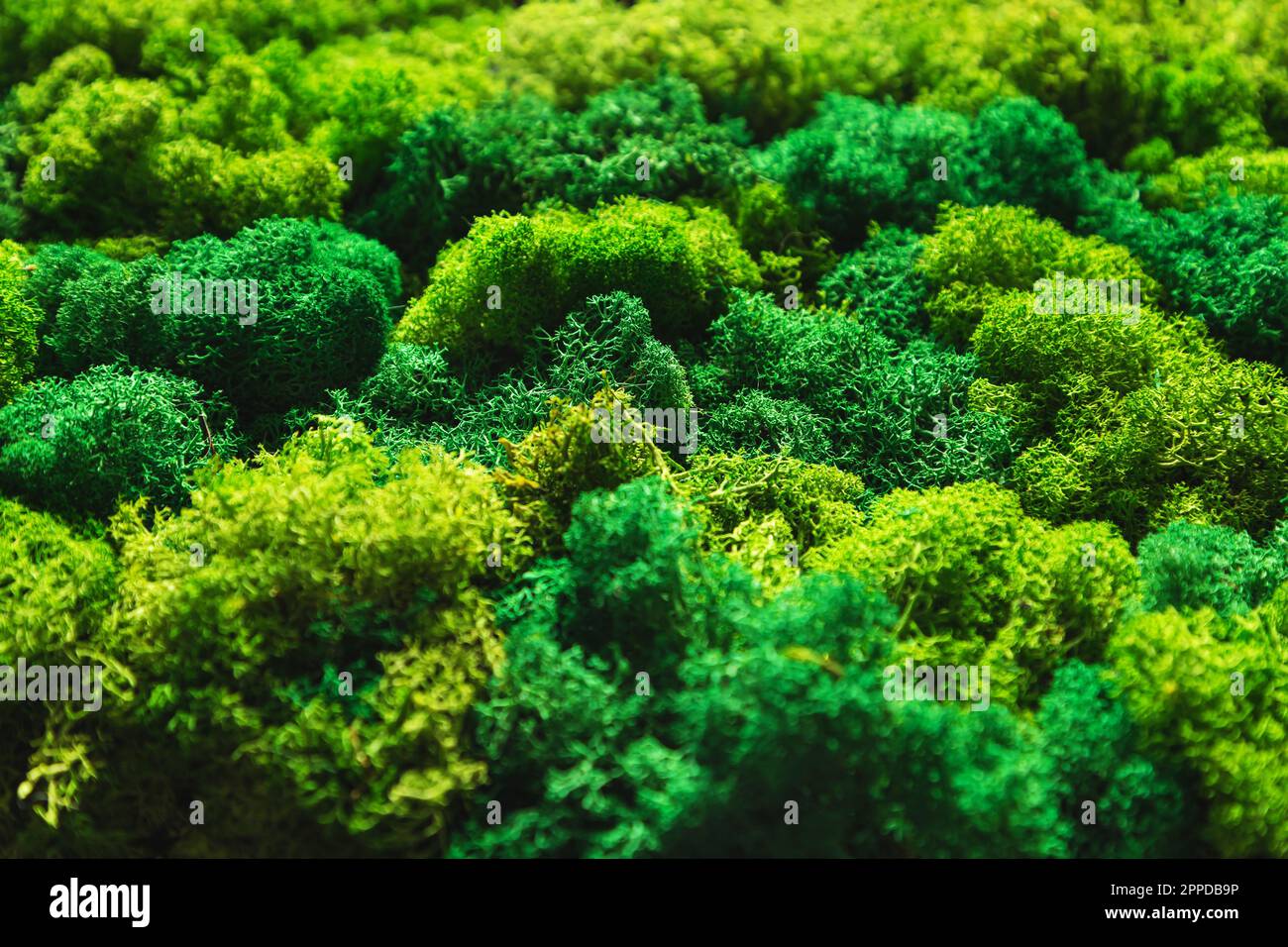 Biophilia design biophilic interior hi-res stock photography and images ...