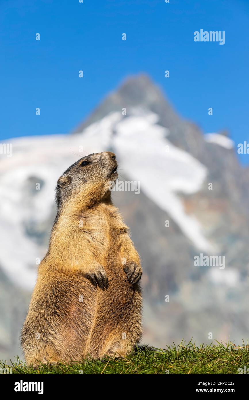 Austria, Salzburger Land, Alpine marmot (Marmota marmota) with summit ...