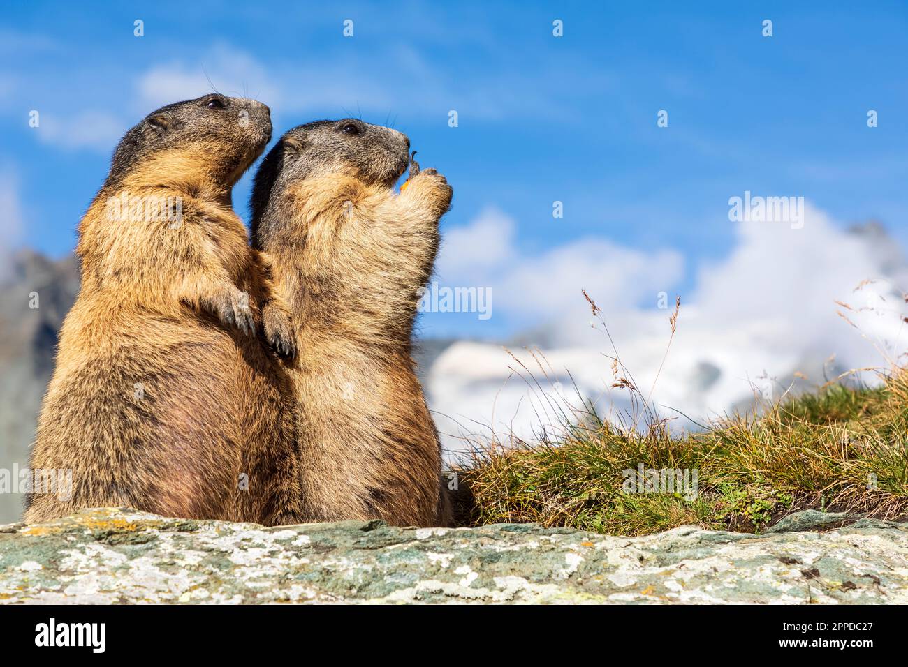 Two alpine marmots (Marmota marmota) feeding outdoors Stock Photo - Alamy