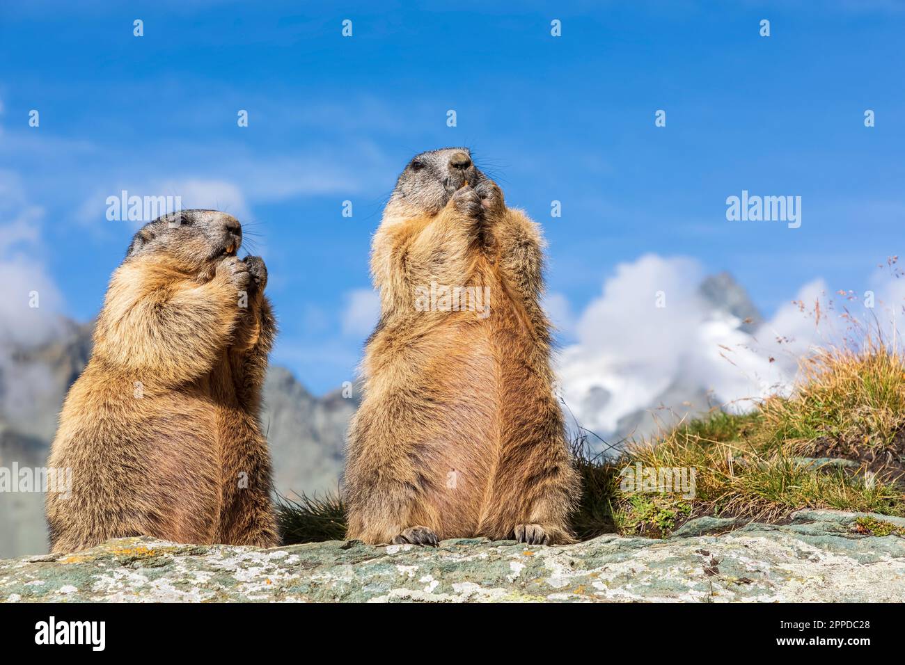 Two alpine marmots (Marmota marmota) feeding outdoors Stock Photo - Alamy