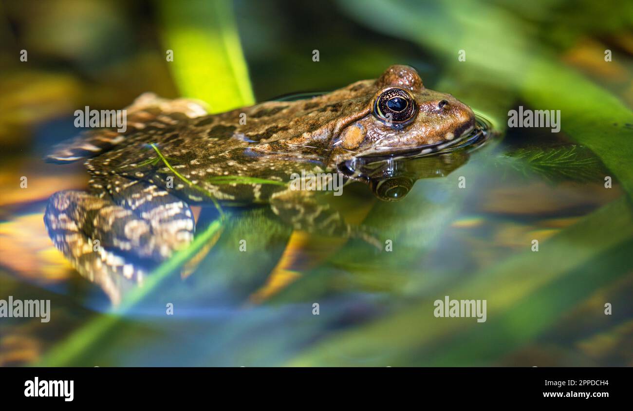 Eggs of european green toad hi-res stock photography and images - Alamy