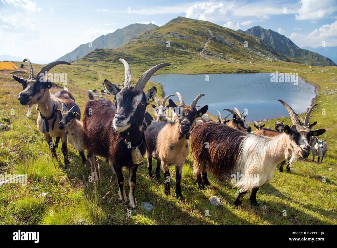 herd of goats in the mountains by the lake, Carnic Alps, Austria and ...