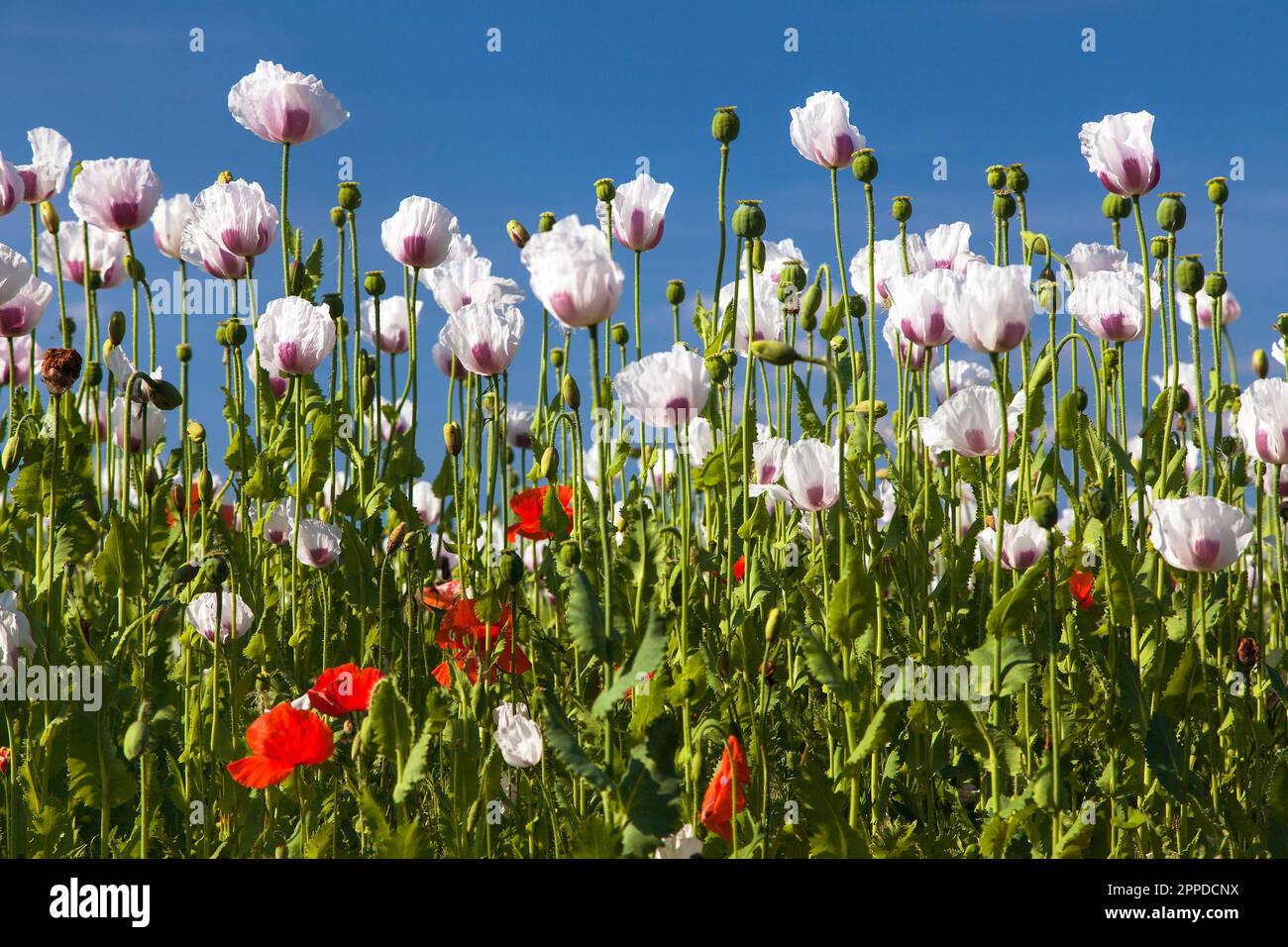 White flowering opium poppy field in Latin papaver somniferum, poppy ...