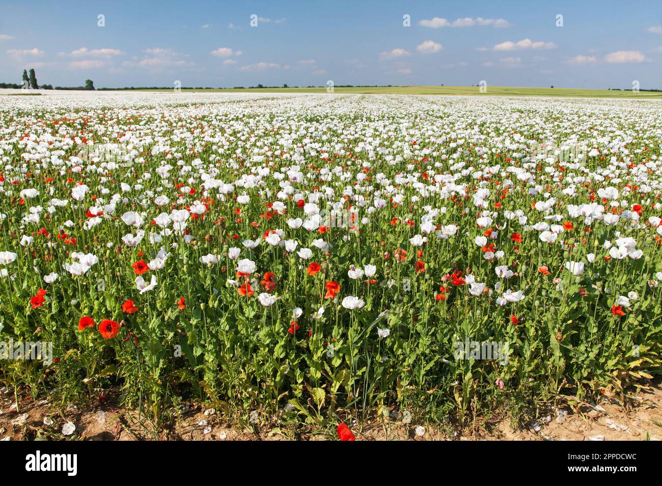 White flowering opium poppy field in Latin papaver somniferum, poppy ...