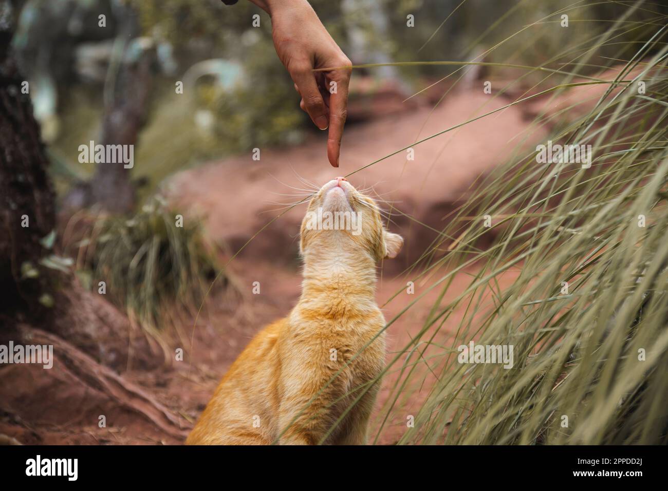 Woman pointing finger over cat in forest Stock Photo - Alamy