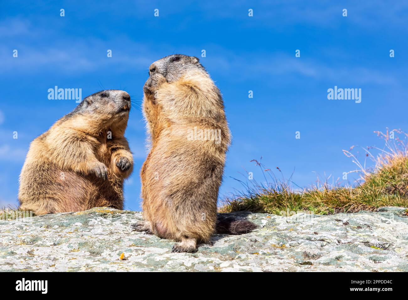 Cute marmots hi-res stock photography and images - Alamy