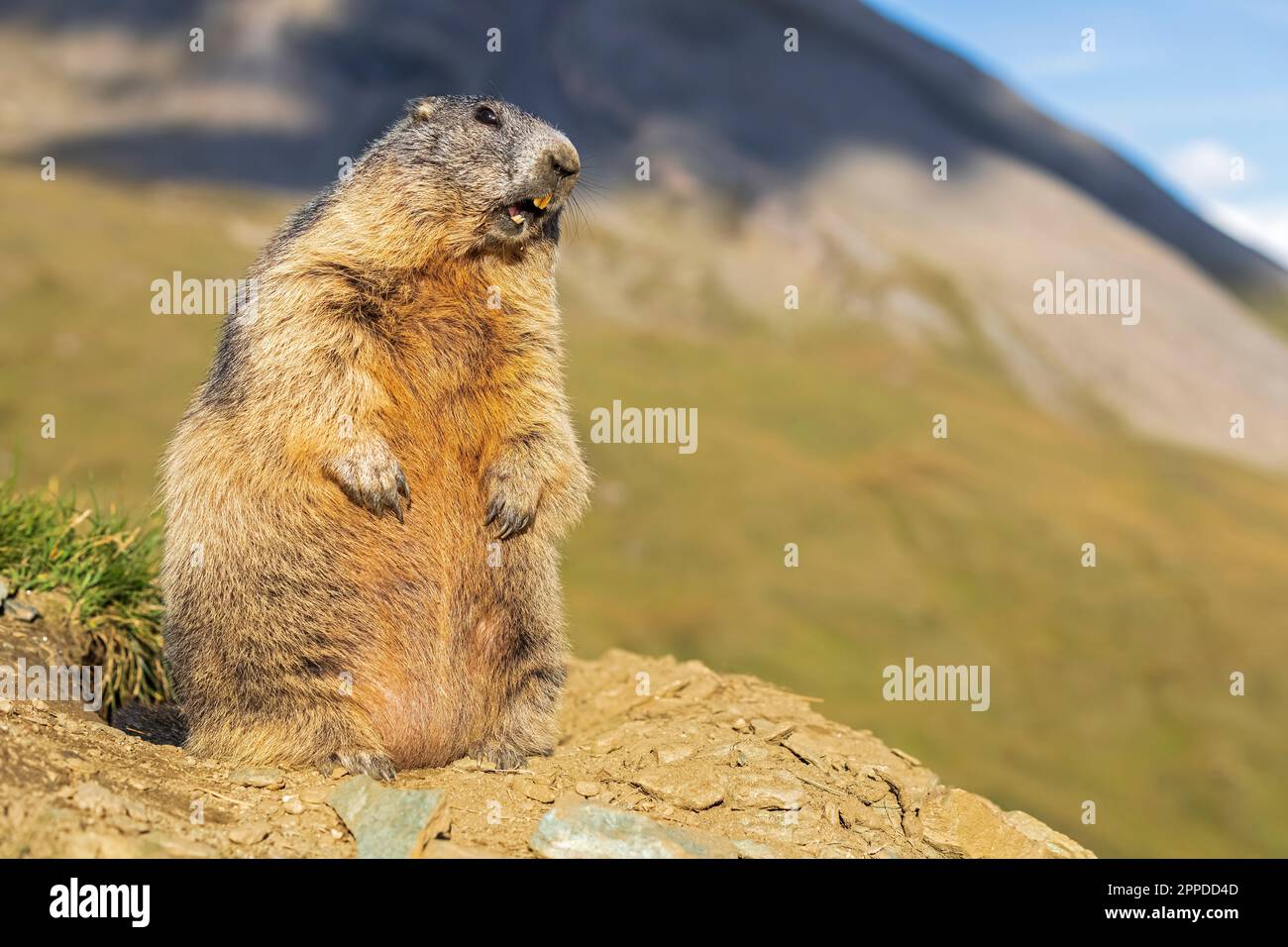 Standing gopher hi-res stock photography and images - Alamy