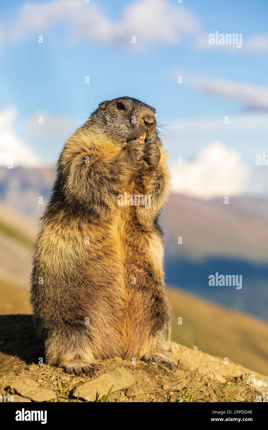 National food day hi-res stock photography and images - Alamy
