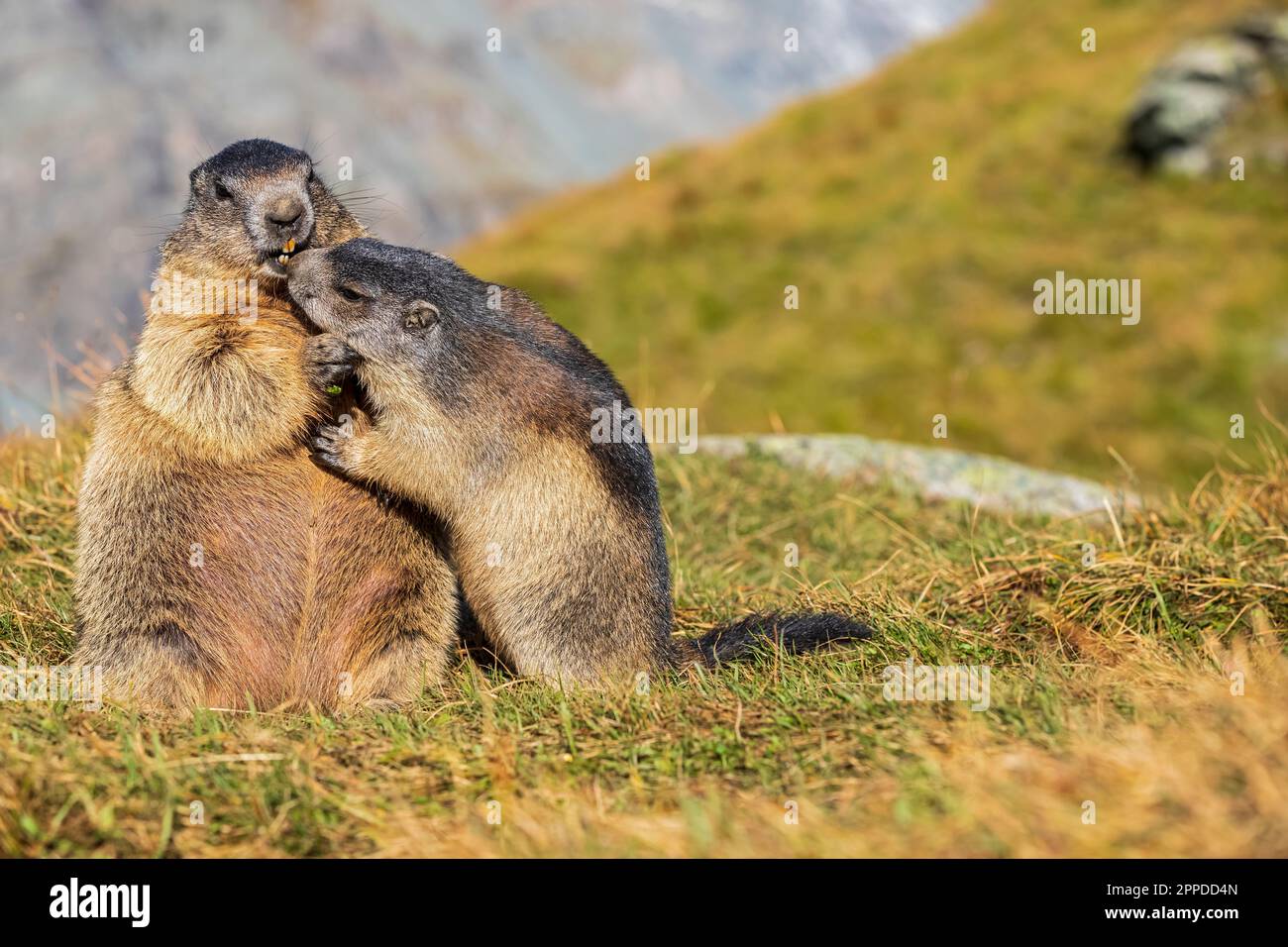 Brown Alpine Marmots on grass Stock Photo - Alamy
