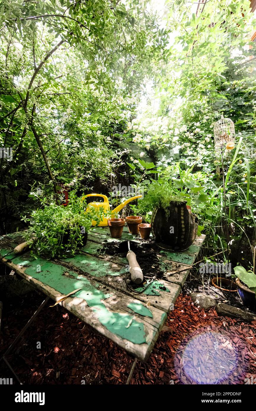 Planting of herbs in lush summer garden Stock Photo - Alamy