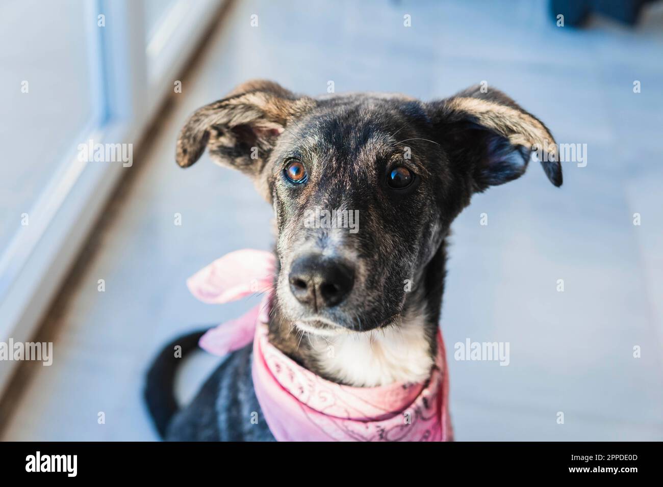 Alert dog wearing pink bandana Stock Photo - Alamy
