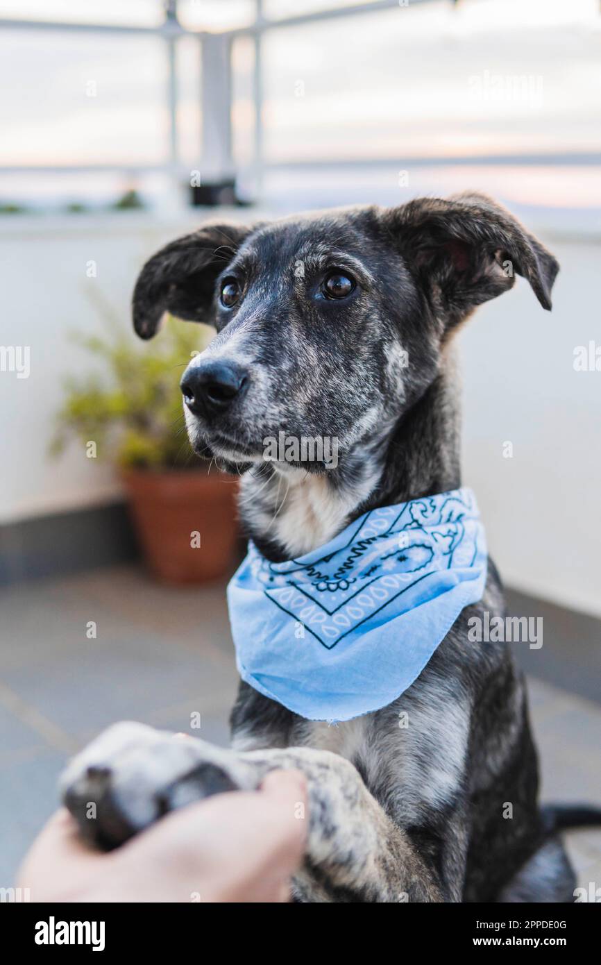 Dog wearing bandana giving paw to owner on terrace Stock Photo - Alamy