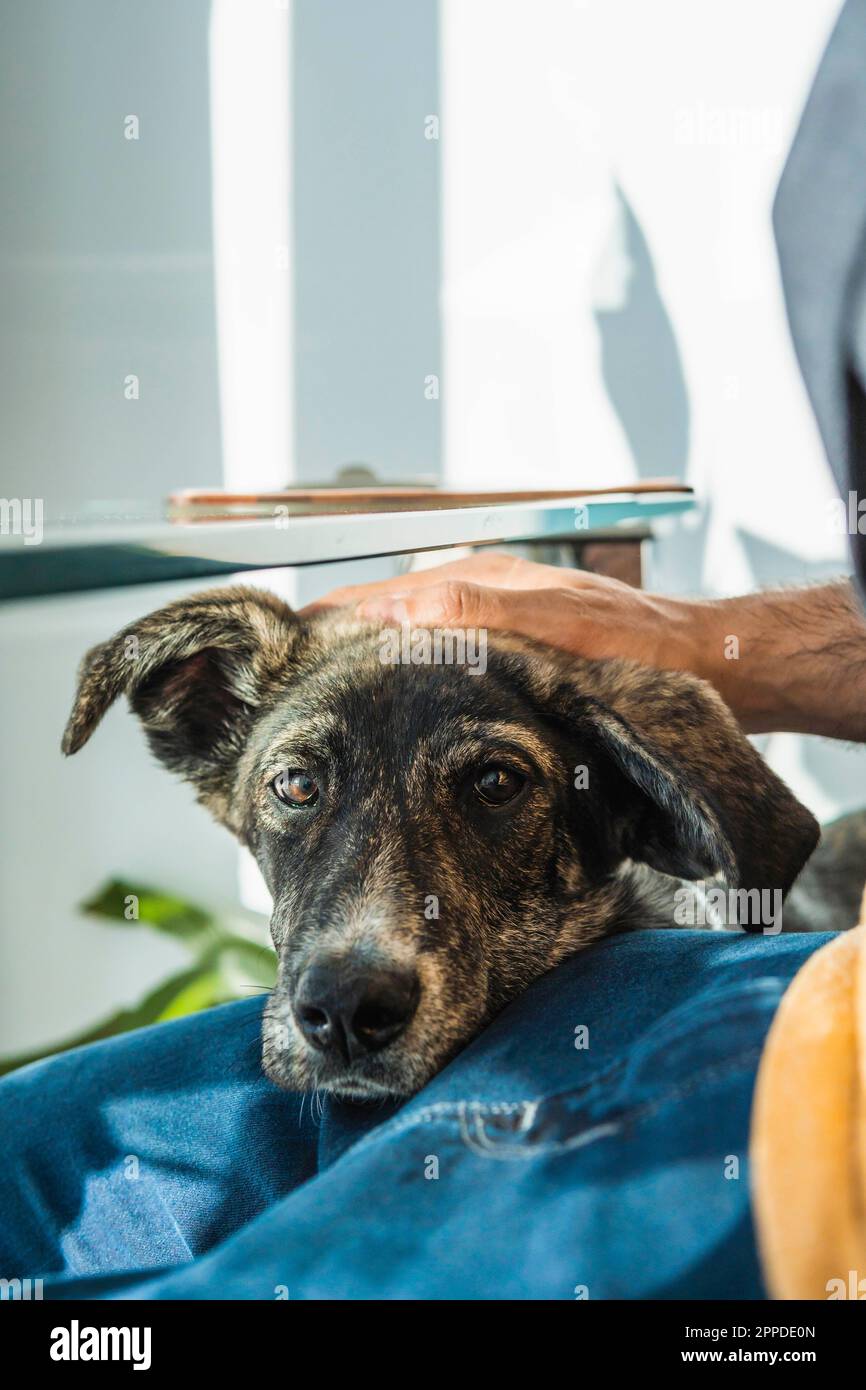 Hand owner hi-res stock photography and images - Alamy