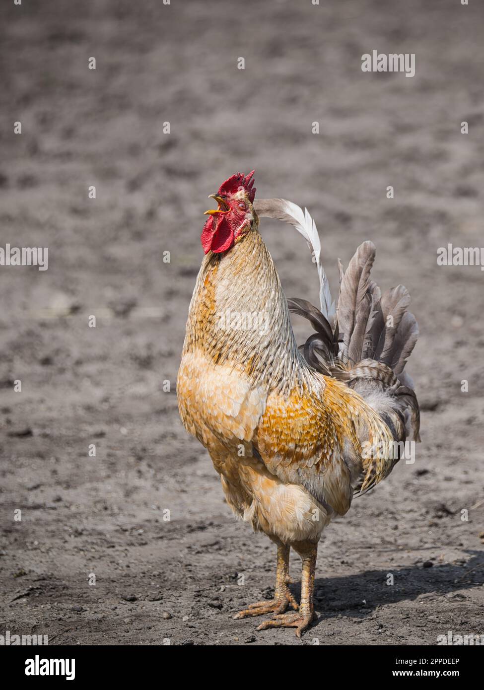 Chicken beak open hi-res stock photography and images - Alamy