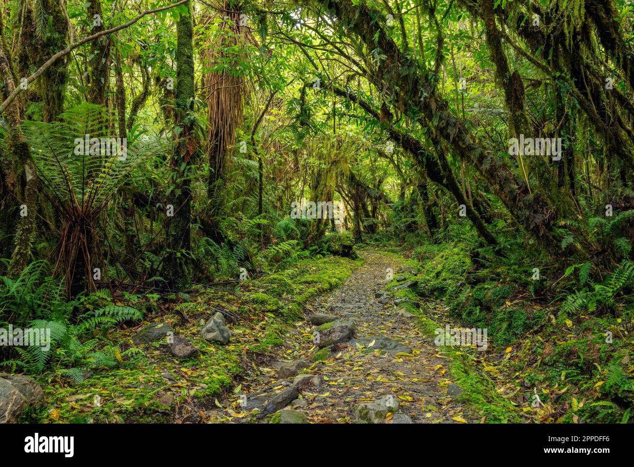 New Zealand, South Island New Zealand, Footpath through lush green ...
