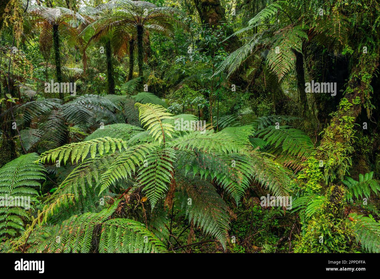 Ferns lush green temperate rainforest mt cook national park hi-res ...
