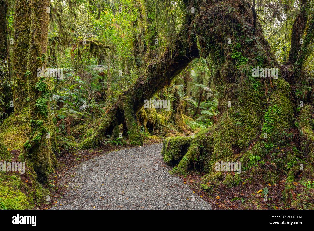 New Zealand, South Island New Zealand, Footpath through lush green ...