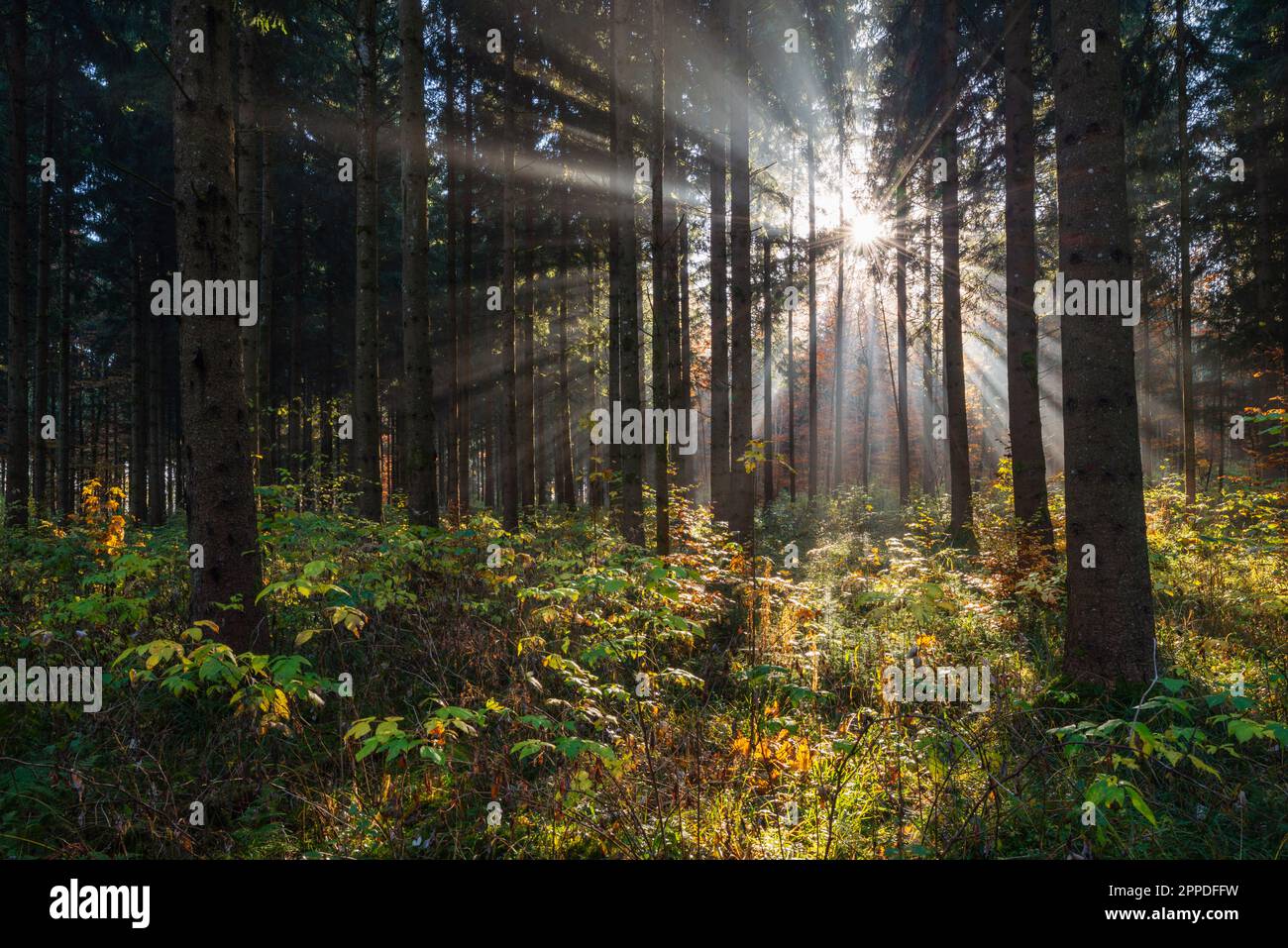 Germany, Baden-Wurttemberg, Rising sun casting beams through branches ...
