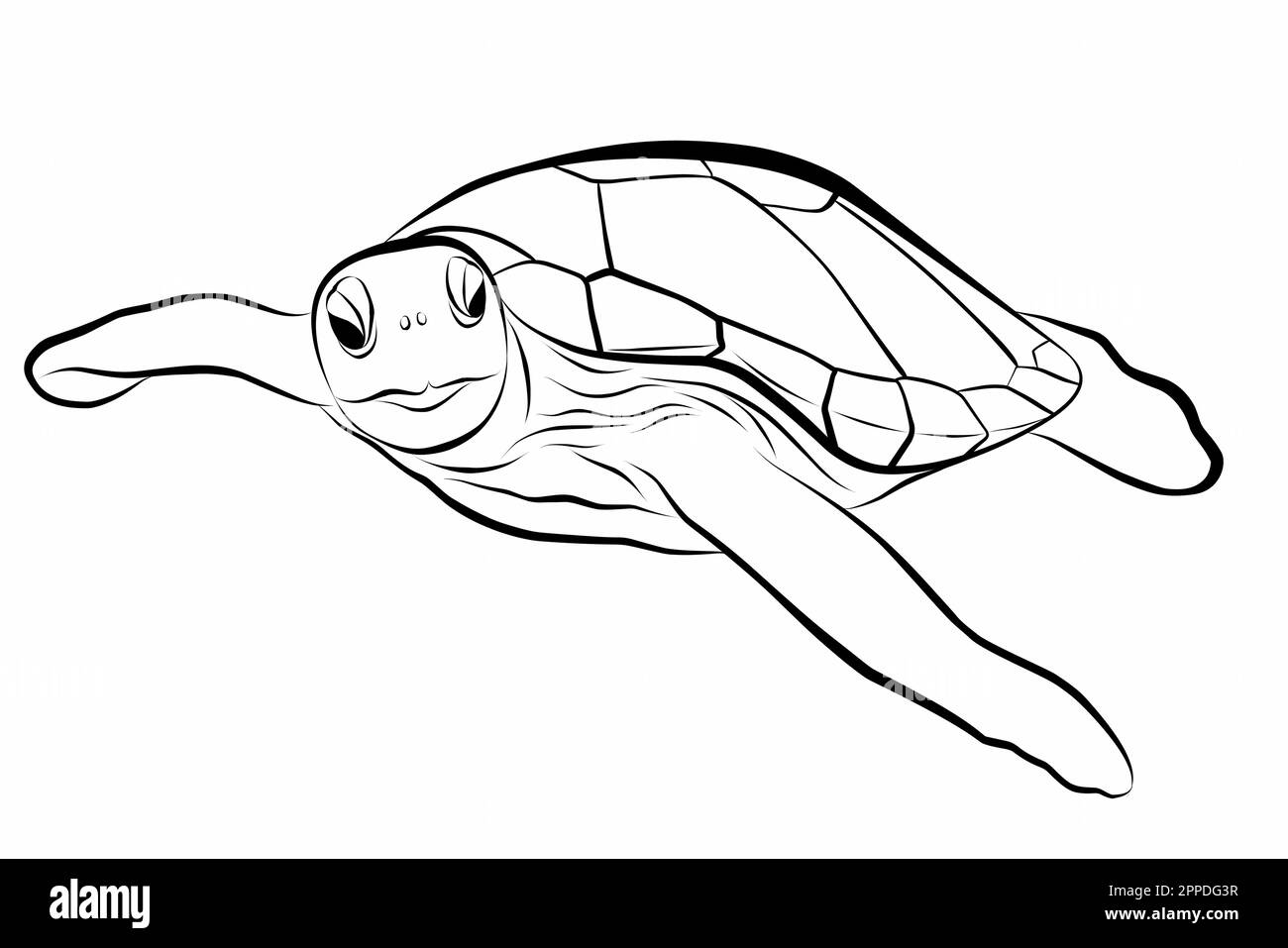 Vector illustration of sea turtle on white background. Perfect for ...