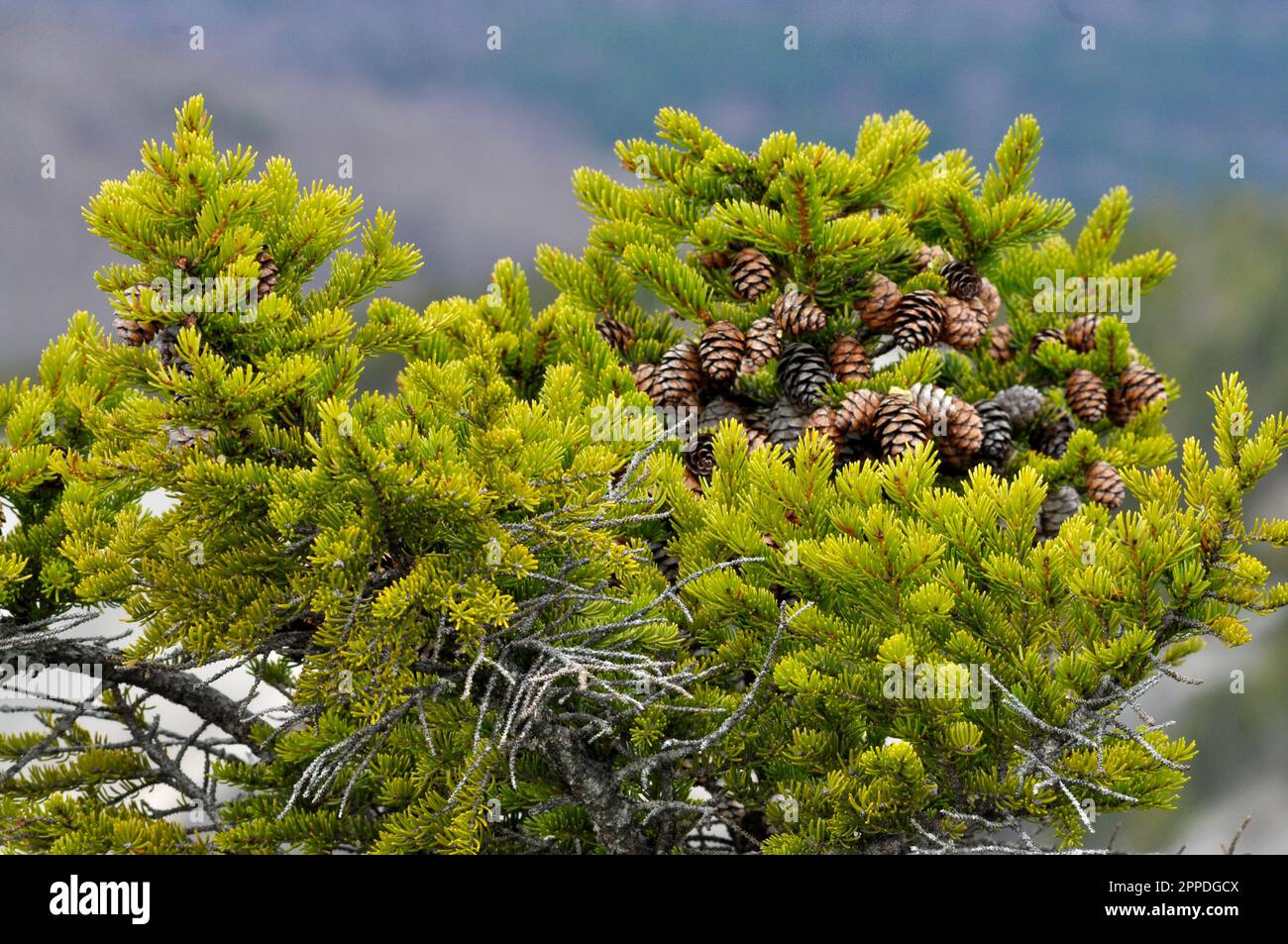Welch dickey trail hi-res stock photography and images - Alamy
