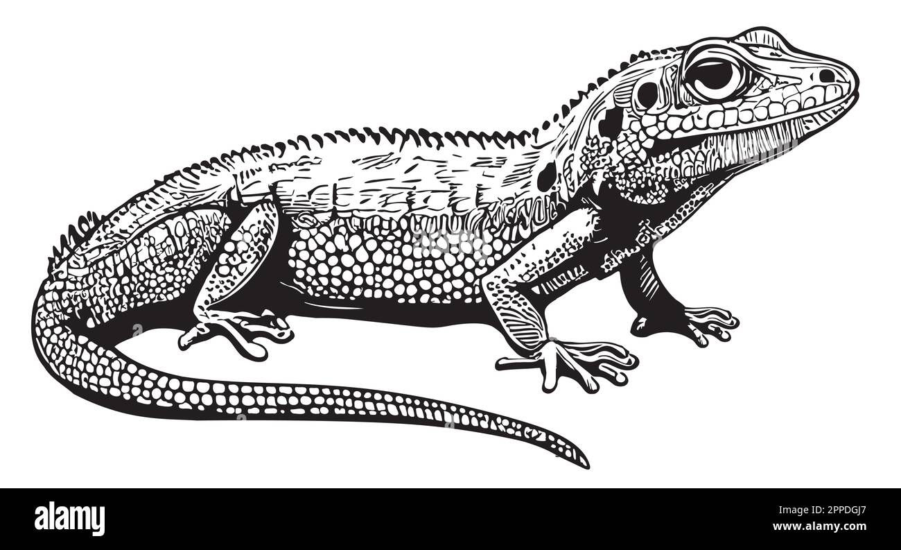Lizard crawling sketch hand drawn in doodle style Stock Vector Image ...