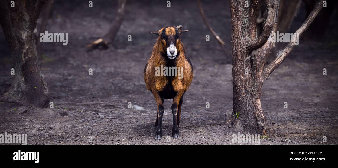 Frontal view of a brown goat between trees in panorama Stock Photo - Alamy