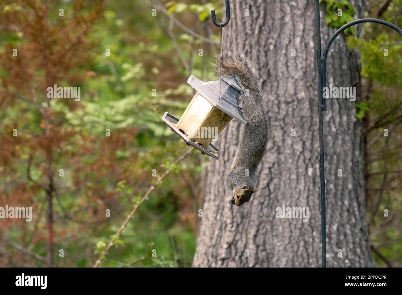 A grey squirrel hanging upside down eating seeds it stole from a bird ...