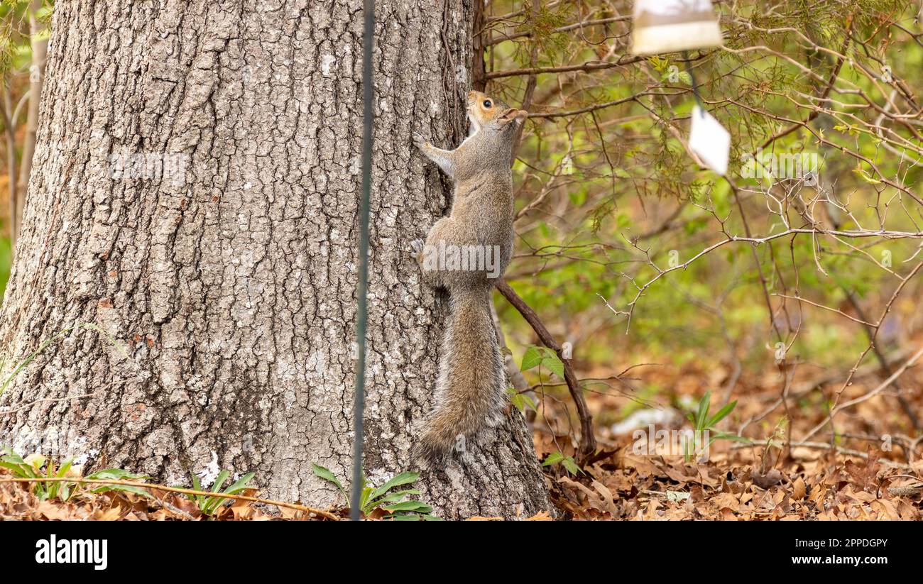 A grey squirrel on the side of an Oak tree motionless to not be seen ...
