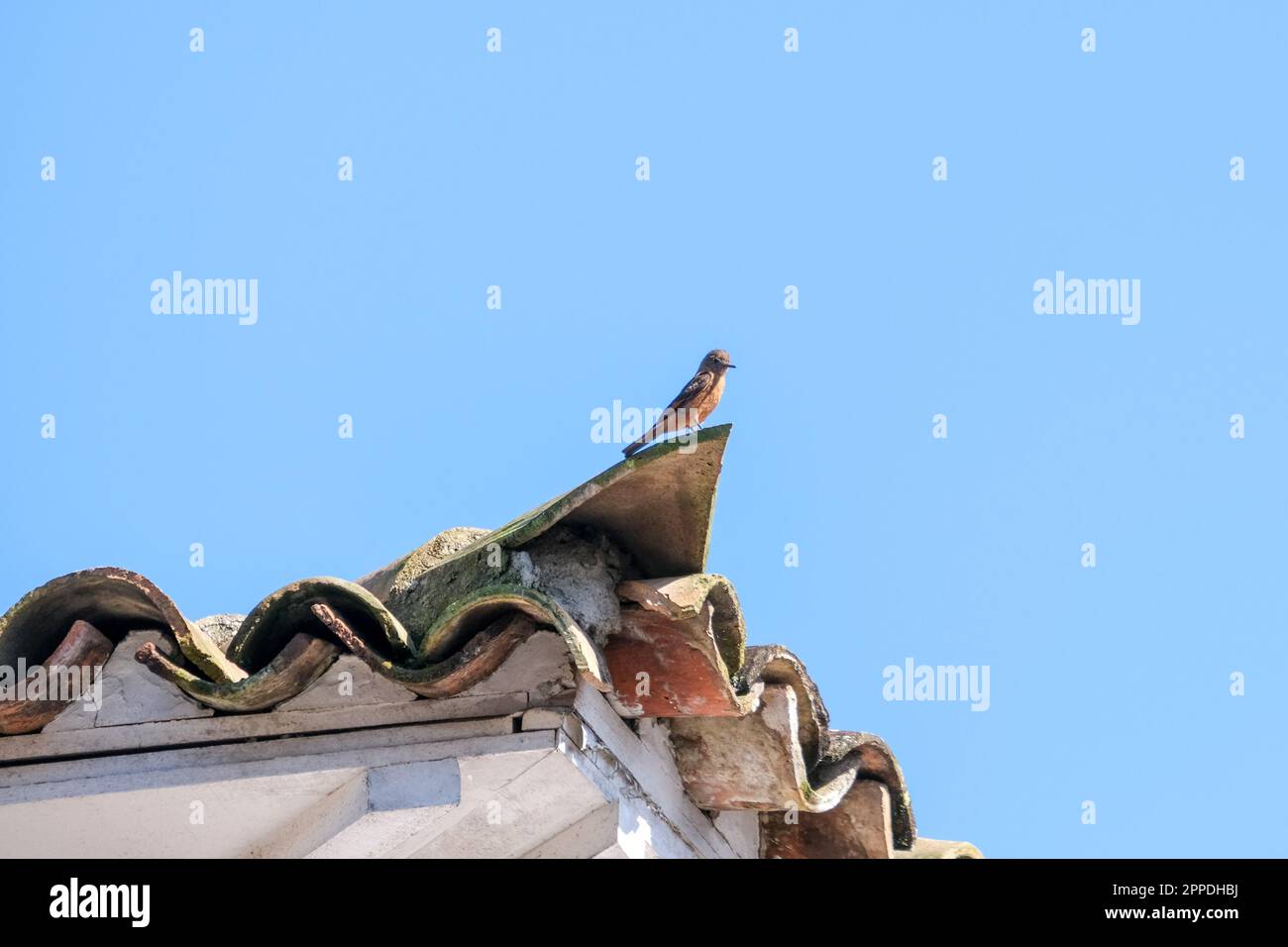 Bird standing on edge of roof at house. Bird roof background wallpaper ...