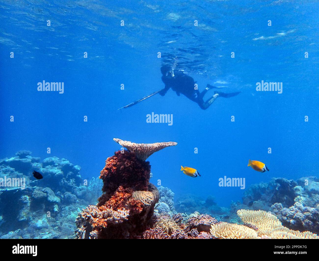 Indonesia Anambas Islands - Men spearfishing in coral reef Stock Photo ...