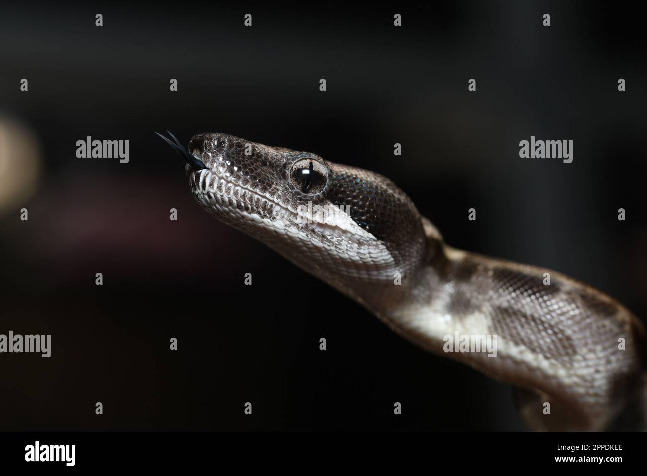 Beautiful boa constrictor hi-res stock photography and images - Alamy