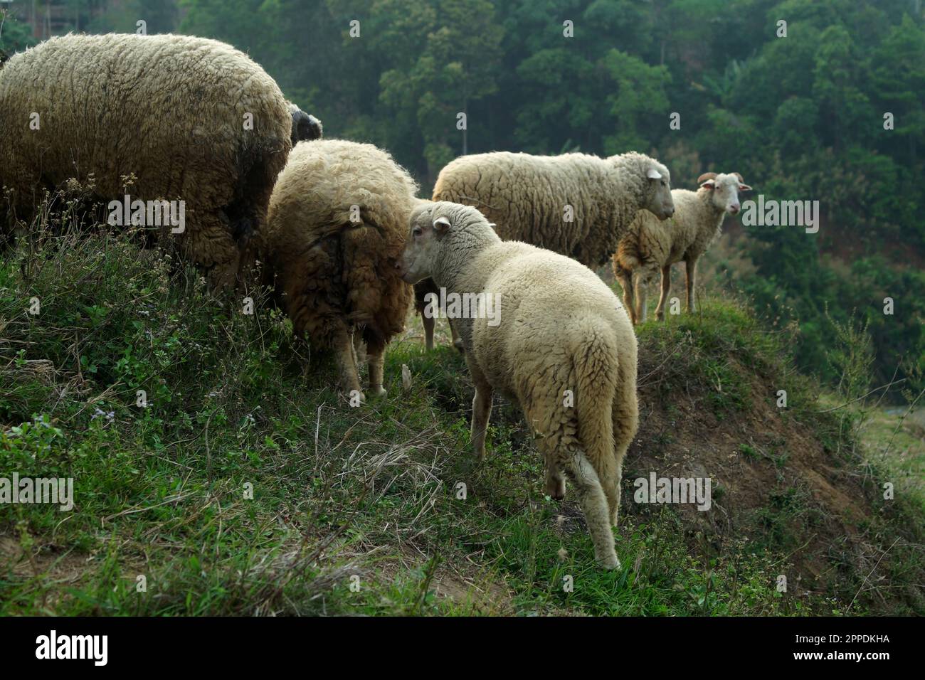 A flock of sheep in a village in northern Thailand Stock Photo - Alamy