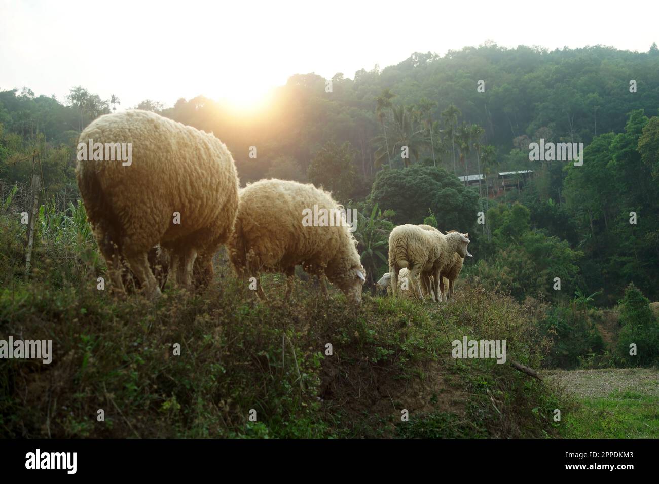 A flock of sheep in a village in northern Thailand Stock Photo - Alamy