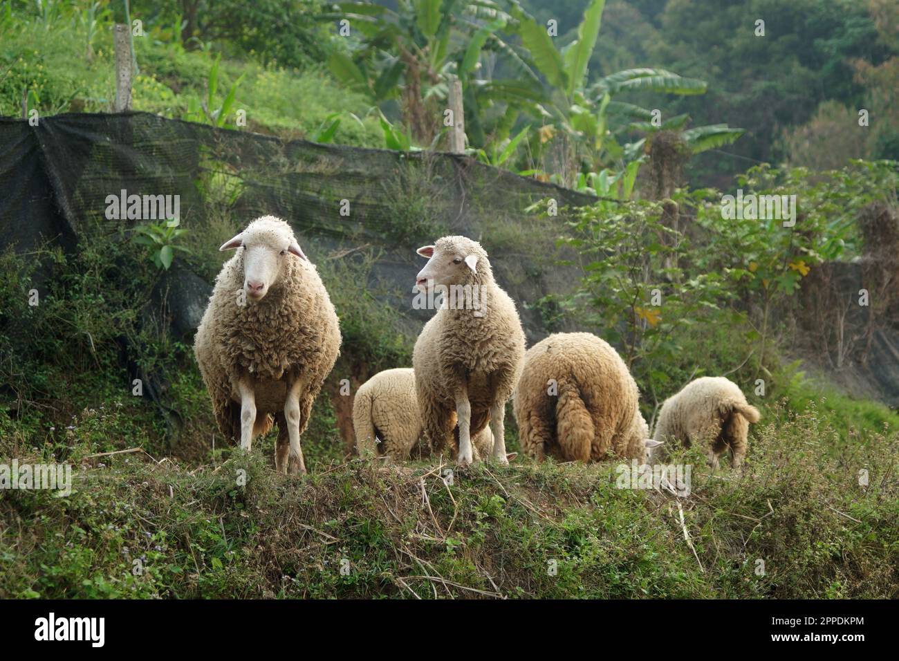 A flock of sheep in a village in northern Thailand Stock Photo - Alamy