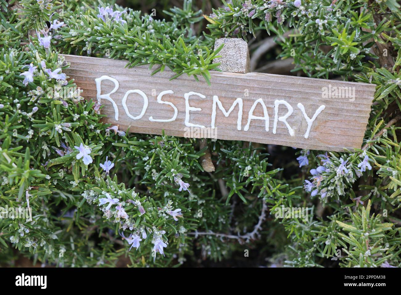 Hand painted rosemary sign by a flowering rosemary bush in a garden ...