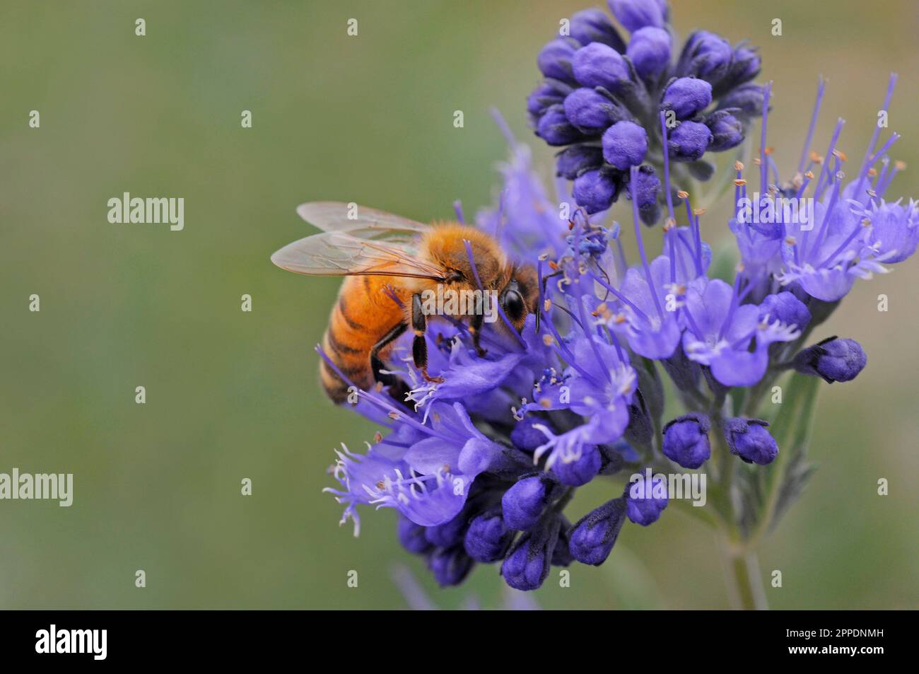 Single bee hi-res stock photography and images - Alamy
