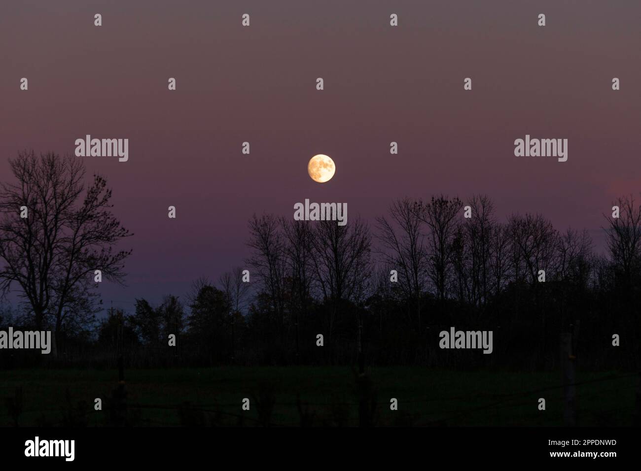 A yellow moon rises over bush on a gorgeous evening in Prince Edward ...